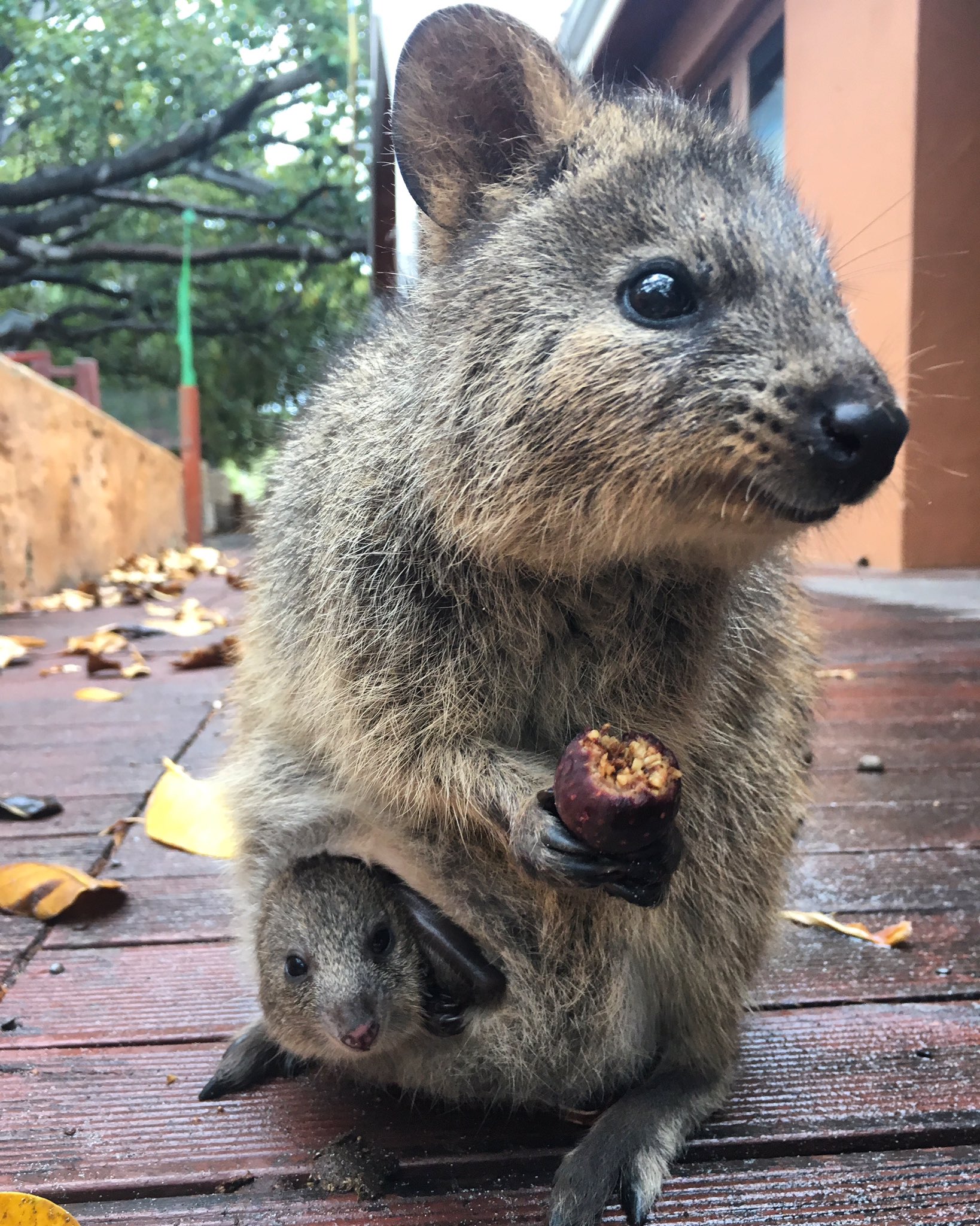 Quokka Baby In Pouch