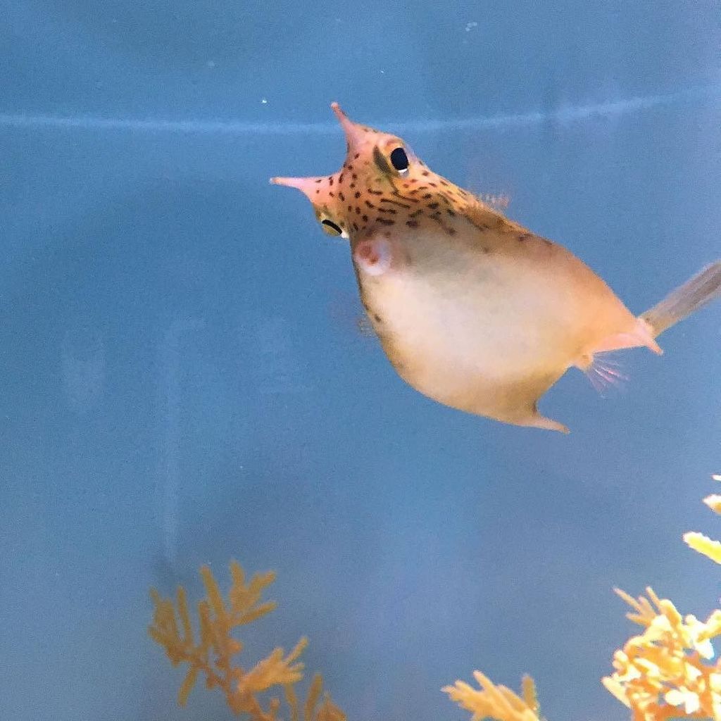 Baby Cow Fish