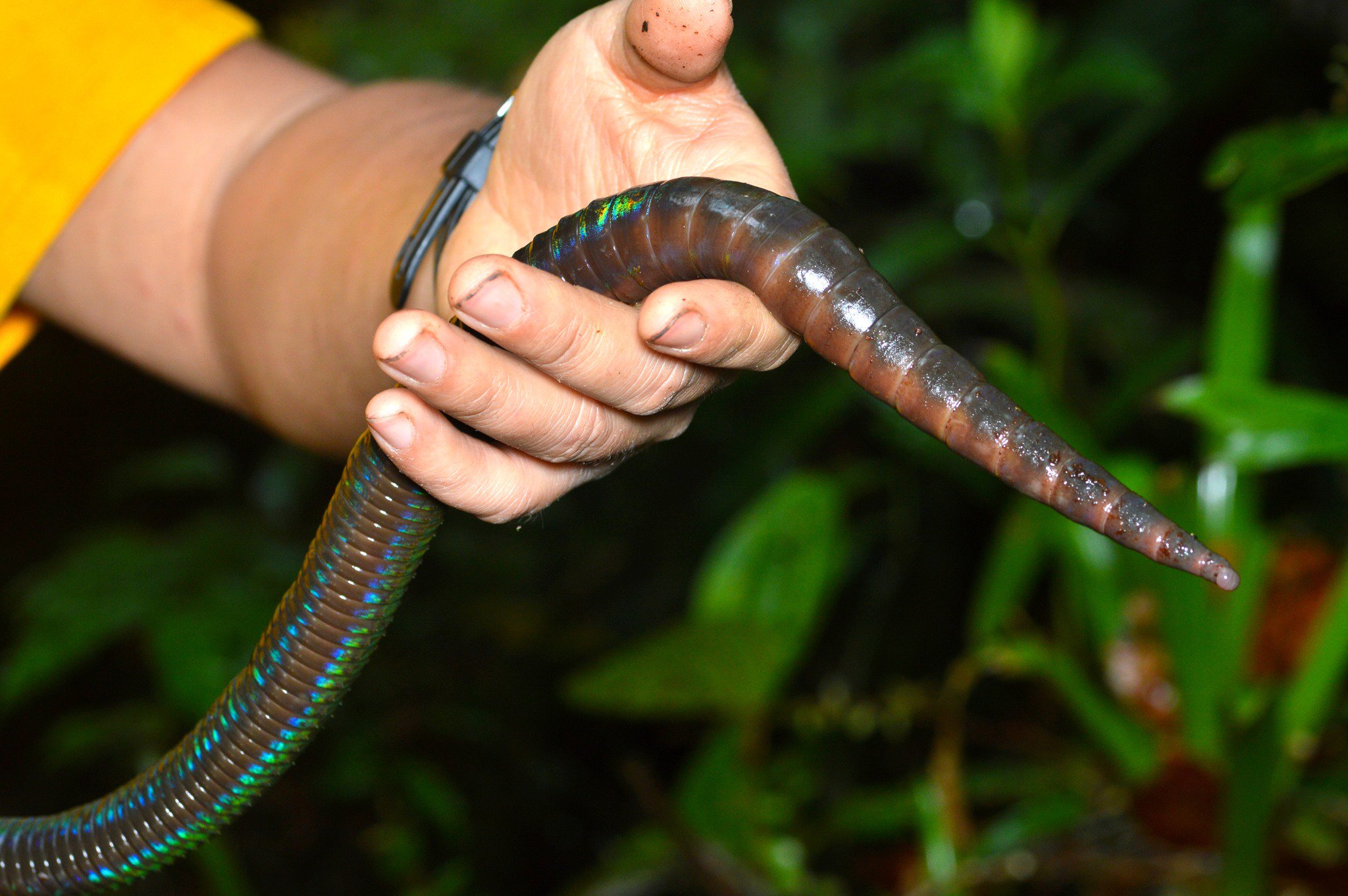 Giant Blue Earthworm