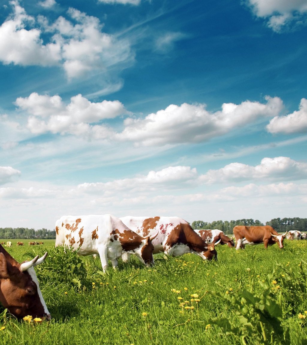 Coquelicot (@laure_haon) | Twitter