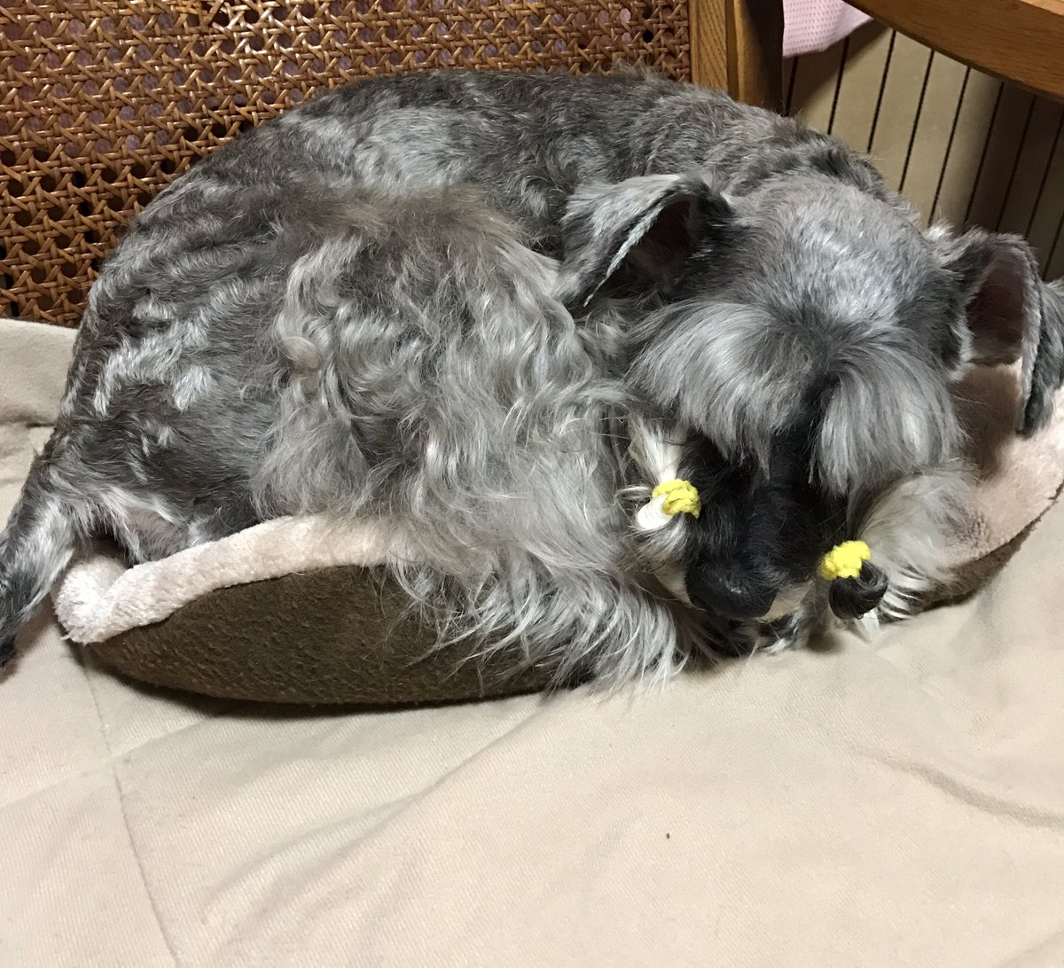 Moook(@moook_japan) - Twilog