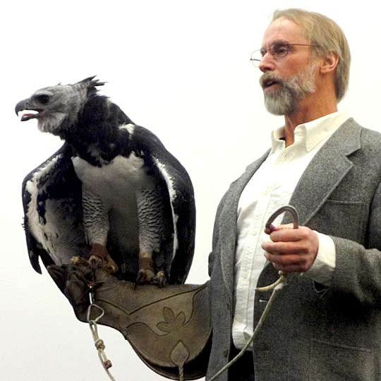 Falconry Harpy Eagle
