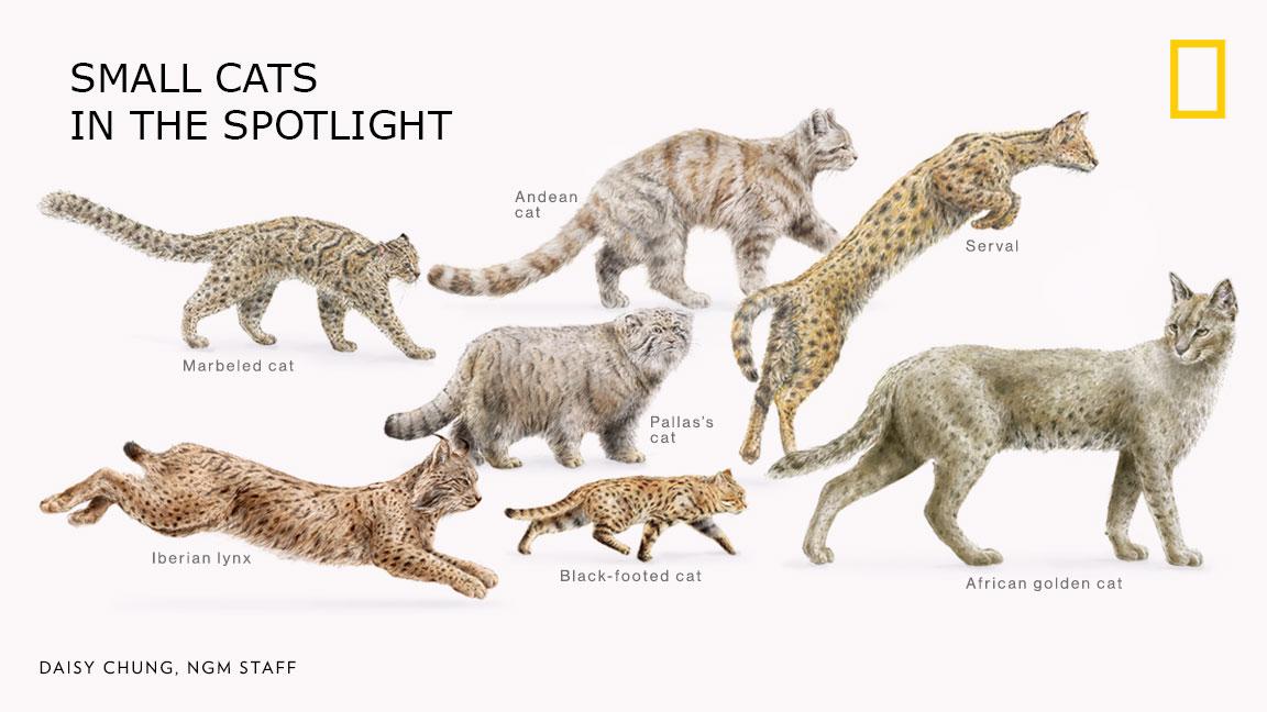 Earth’s 31 small cat species hail from seven distinct lineages—take a ...