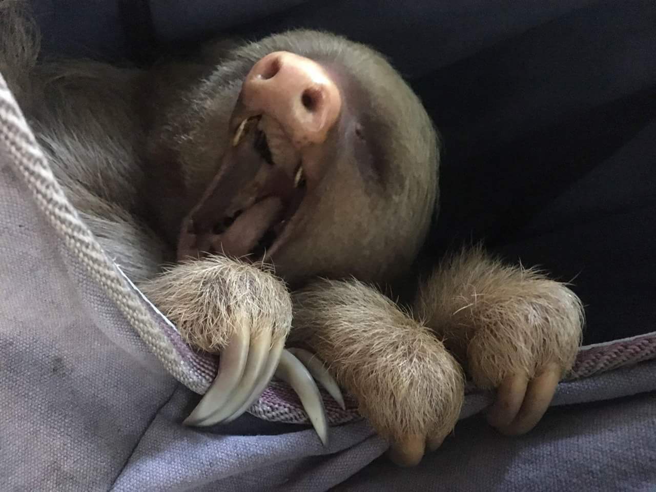 Baby Sloth Yawning