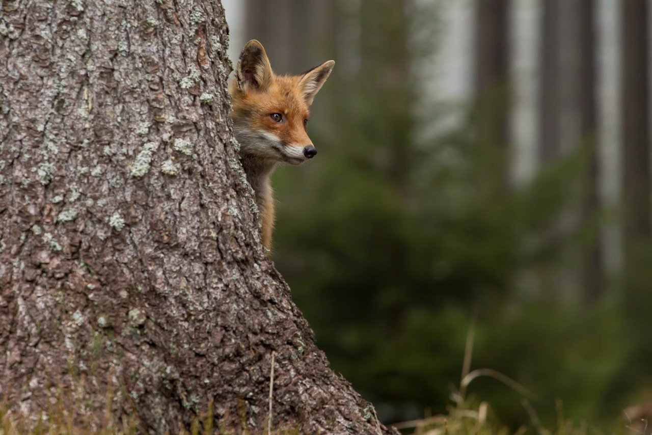 Fox Hiding