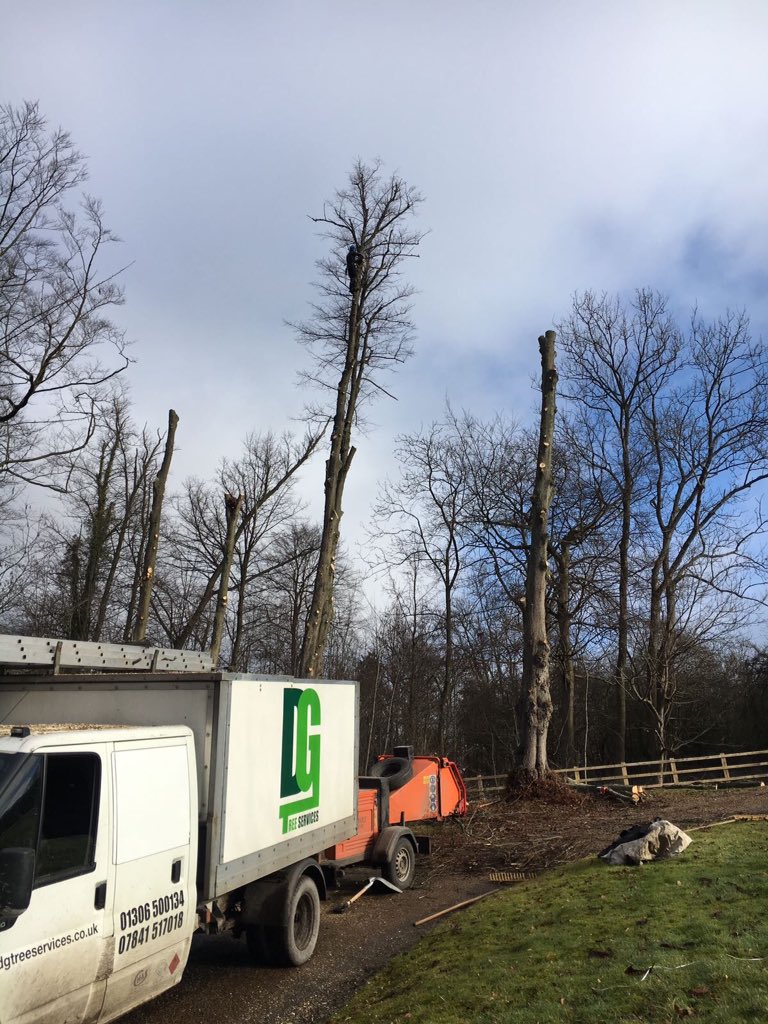 DG Tree Services (@dg_trees) | Twitter