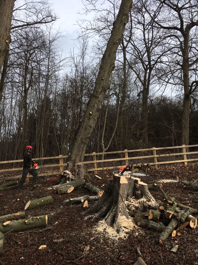 DG Tree Services (@dg_trees) | Twitter