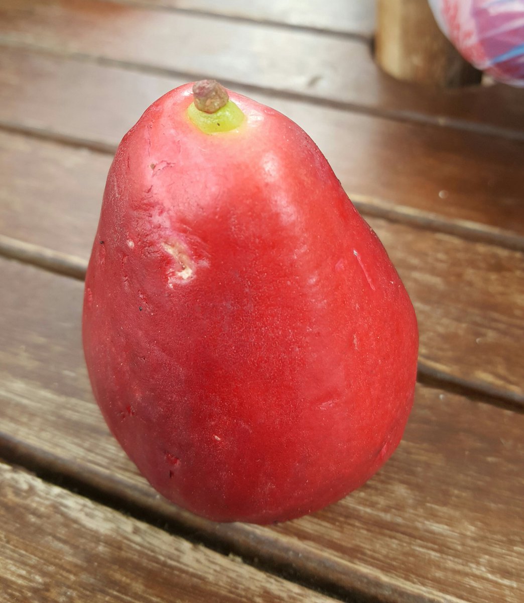 Pomagás Pomalaca Pomarrosa Pera : Últimas noticias y actualidad en vivo ...