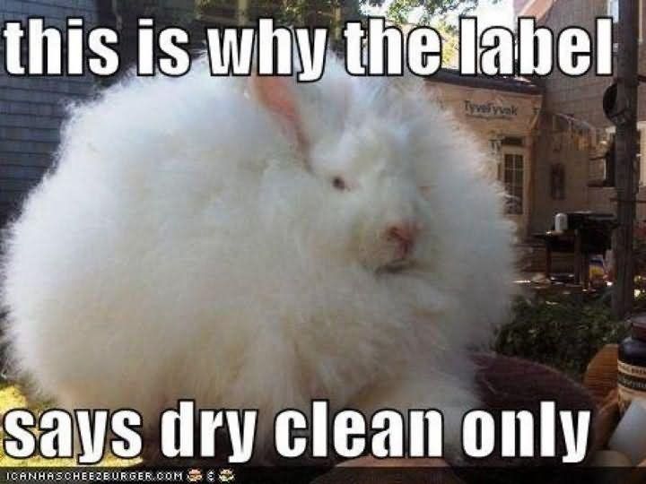 Fluffy Bunny Meme