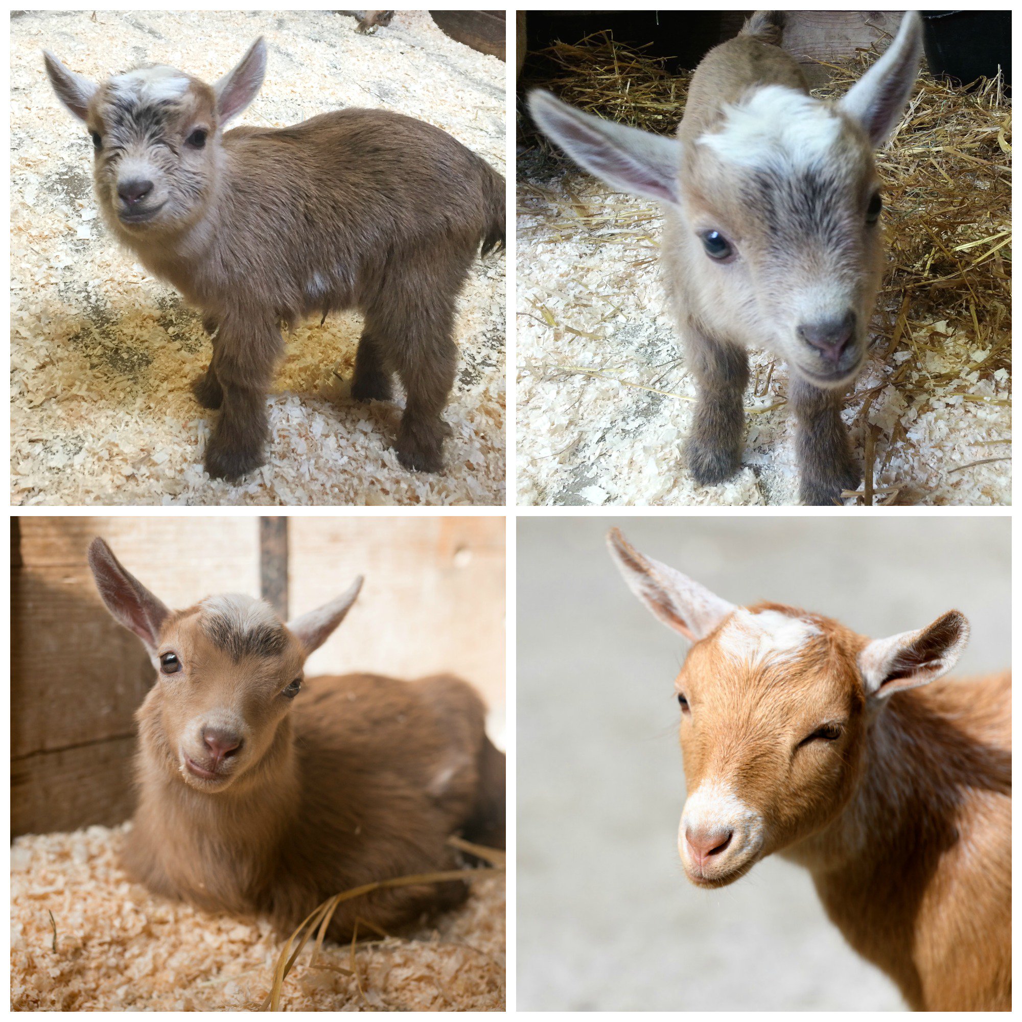 Pygmy Goat Happy Birthday