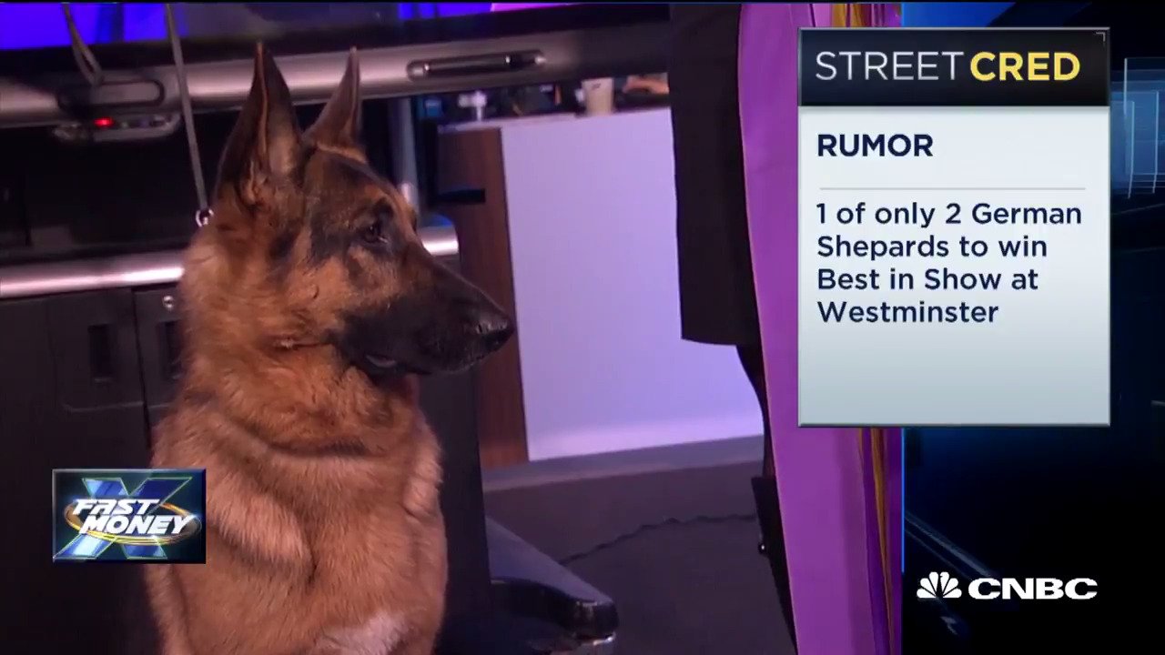 Do Show Dogs Win Money