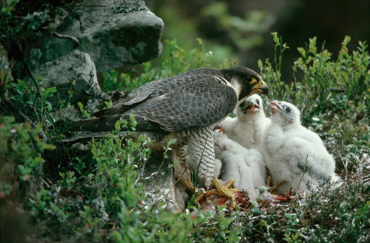 🔥 A family of peregrine falcons, the out-and-out winners of the "World ...