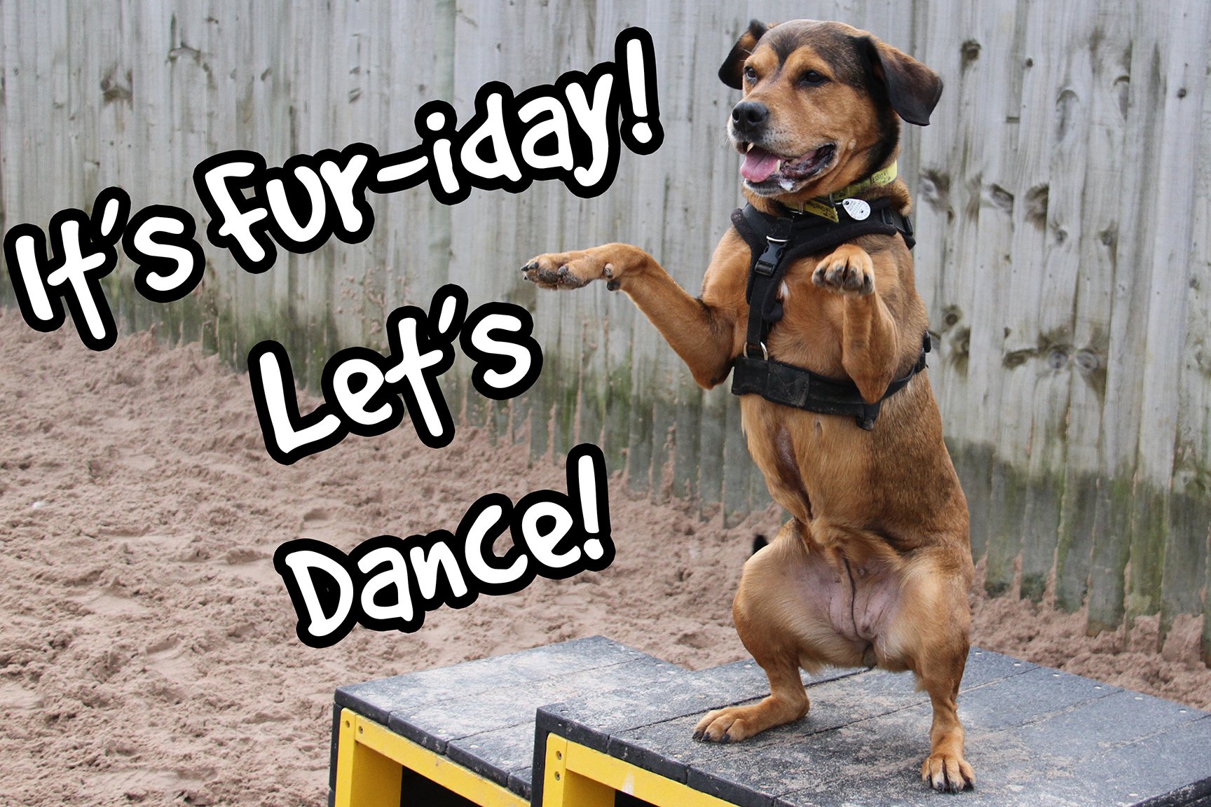 Friday Dance Dog