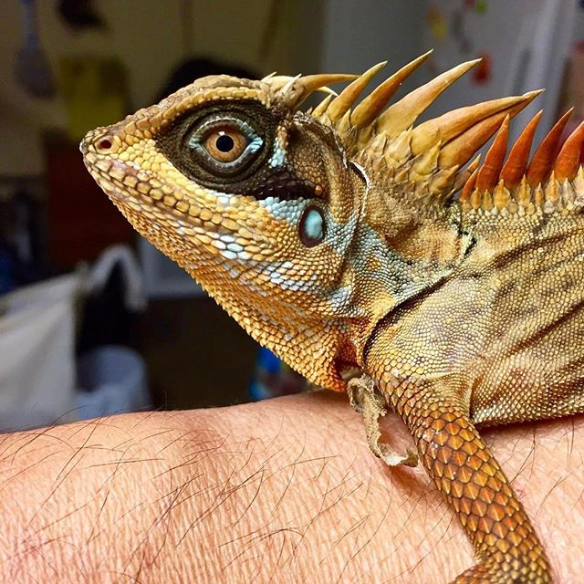 Mountain Horned Dragon