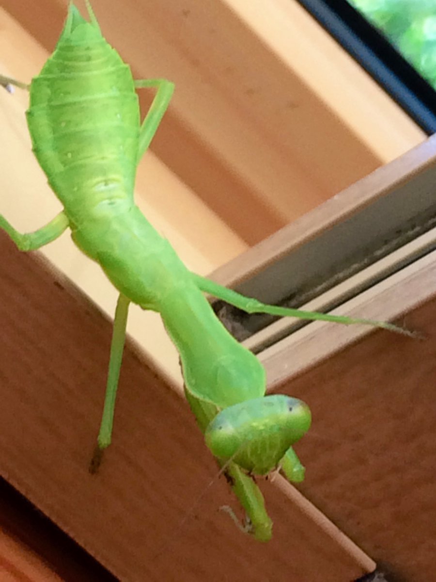 昆虫の正面顔コンテスト (4ページ目) - Togetter