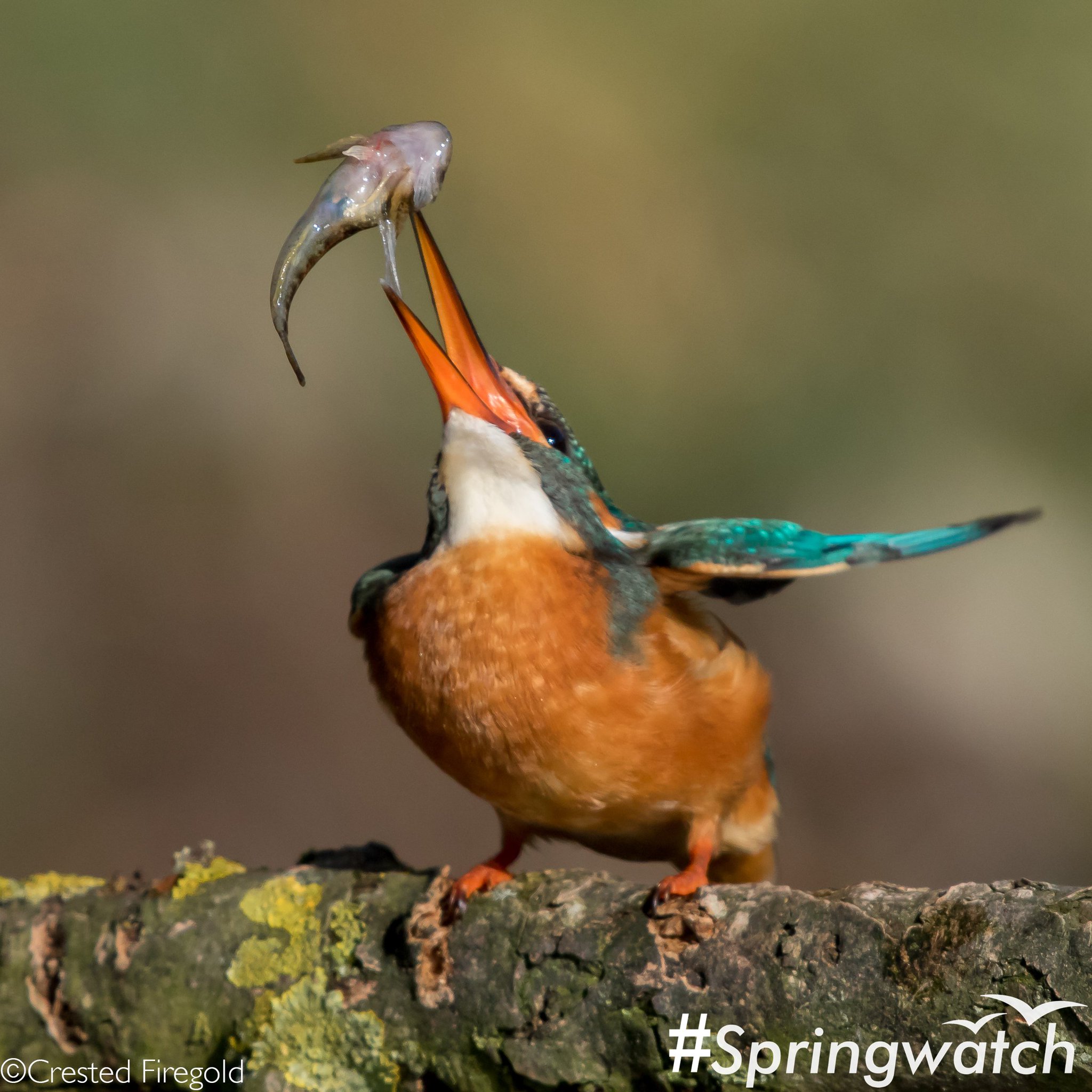 BBC Springwatch on Twitter: "Did you know a kingfisher will always eat a fish head first to ...