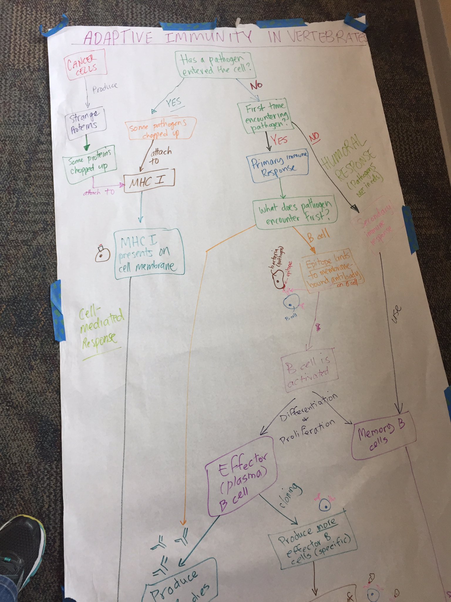 Immune Response Flow Chart