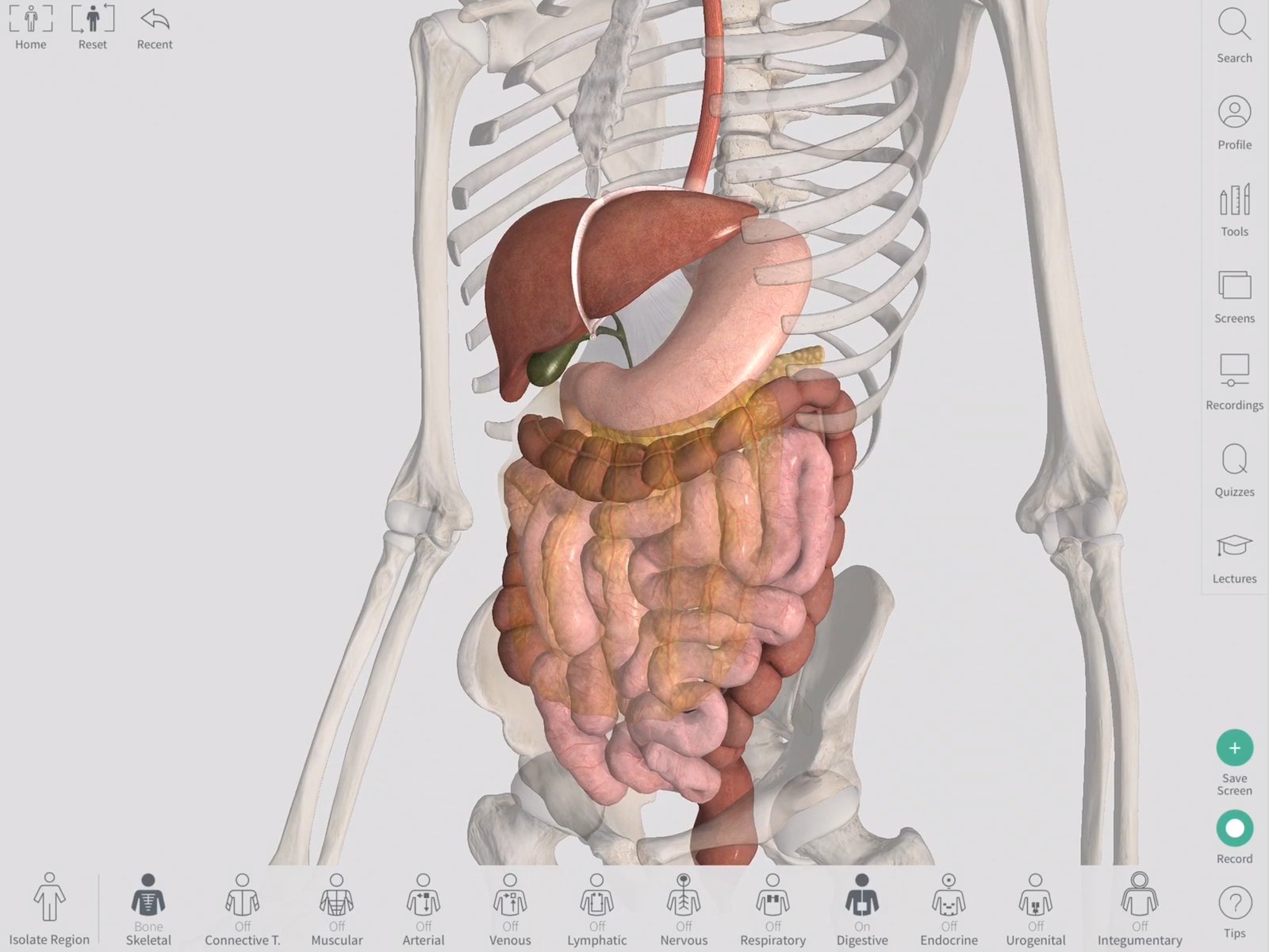Digestive System Anatomy Model Labeled