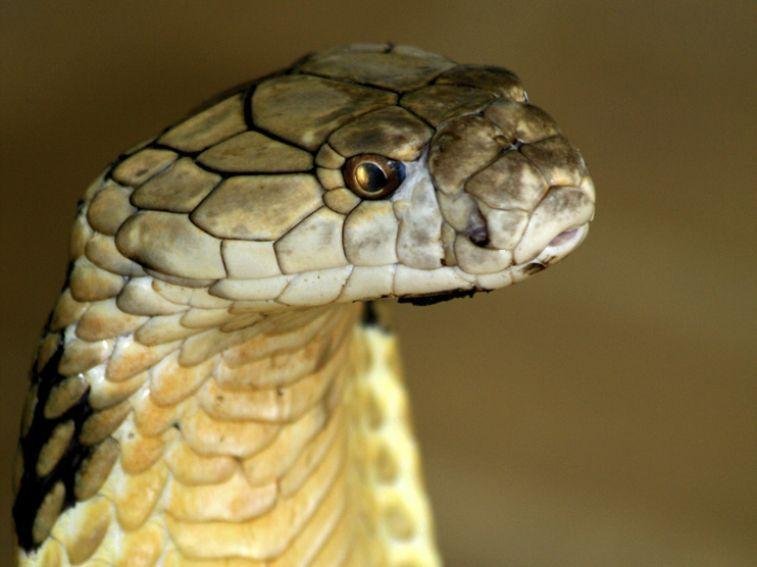 This King Cobra is flexing its neck muscles while transfixed on the ...