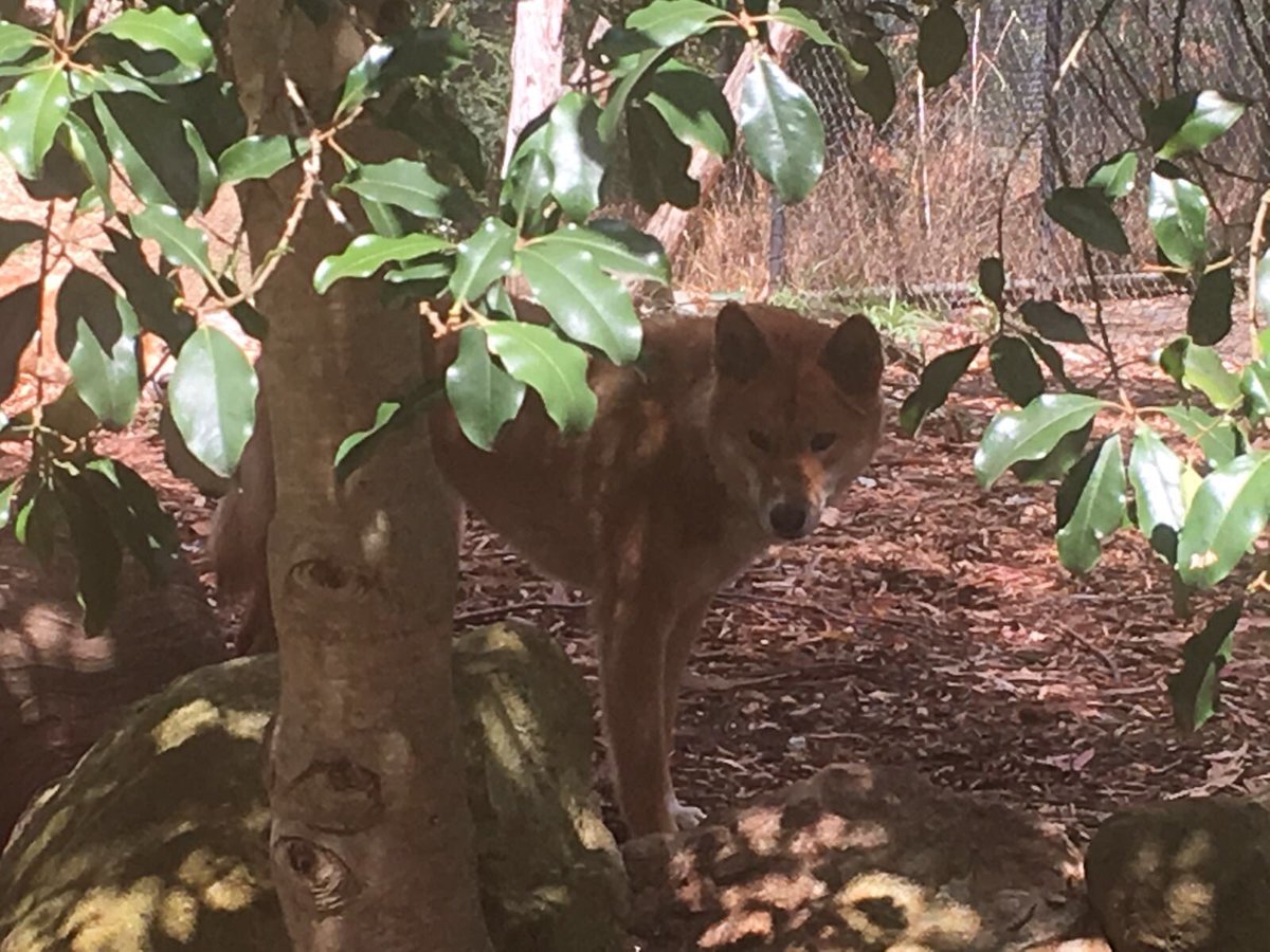 RubyConf Australia (@rubyconf_au) | Twitter