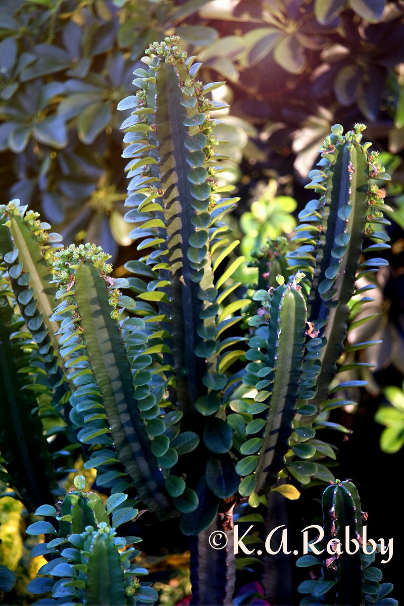 Apex Predator Rabby (@HeavenBoyRabby) / Posts / X