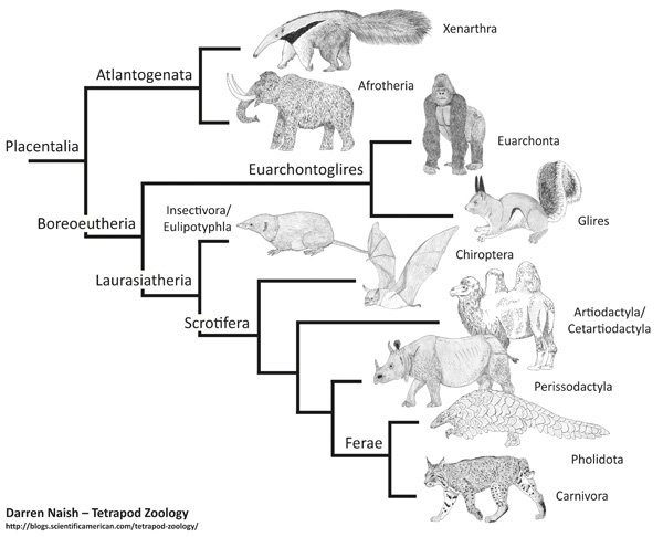 Mammal Cladogram