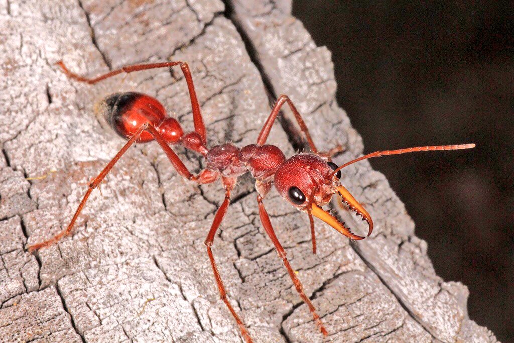 Bulldog Ant