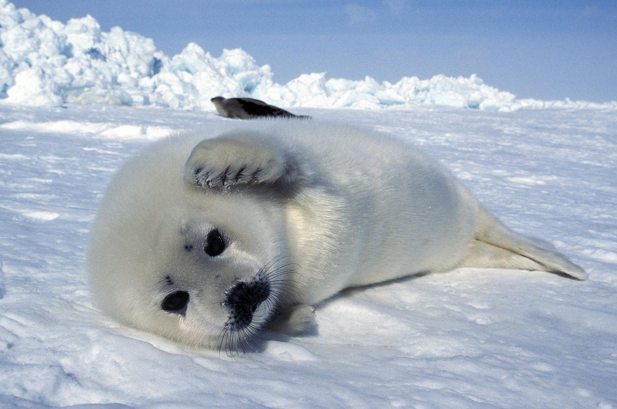 Groenlandia: Te presentamos a este bello cachorro de foca de ...