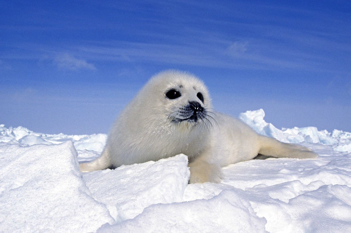 Groenlandia: Te presentamos a este bello cachorro de foca de ...