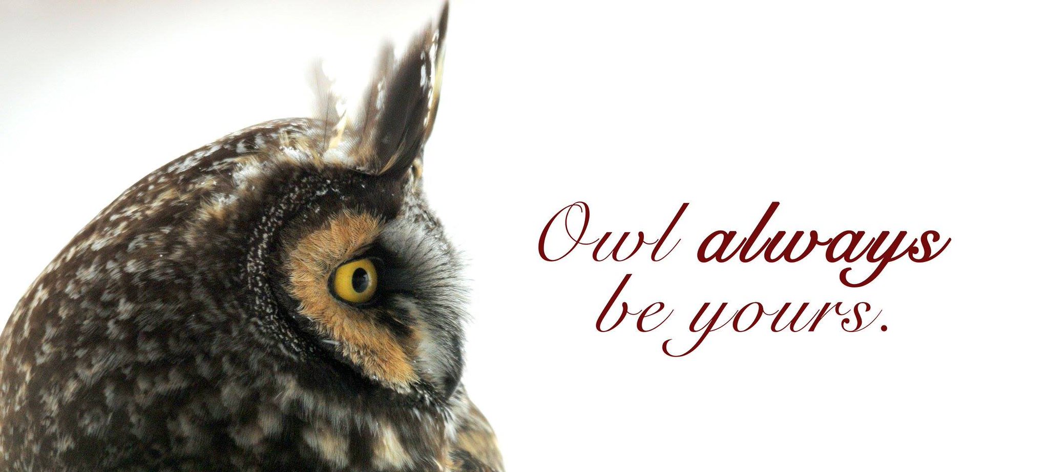U.S. Fish and Wildlife on Twitter: "Owl Always Be Yours. # ...