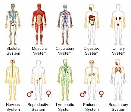 11 Human Body Systems Chart