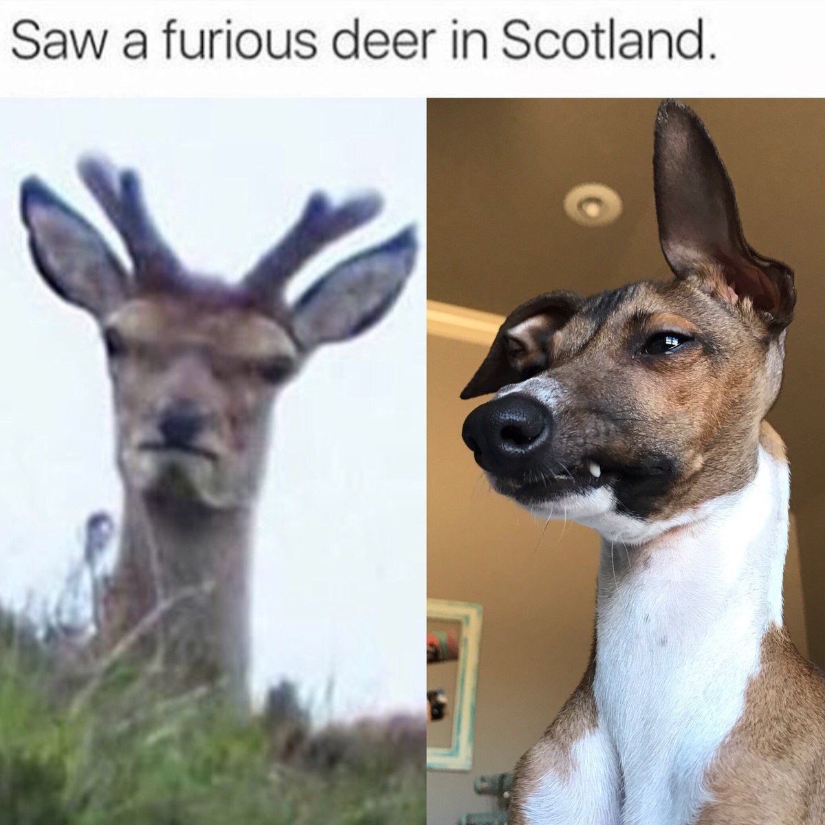 A Dog That Looks Like A Deer
