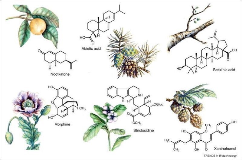 Alkaloid Plants
