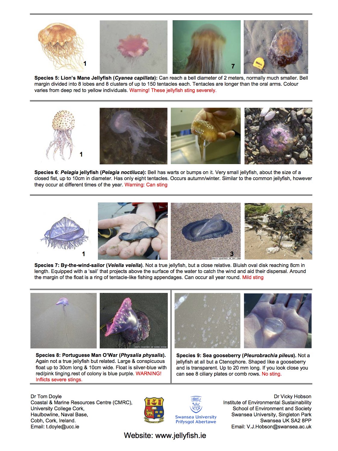 Species Of Jellyfish