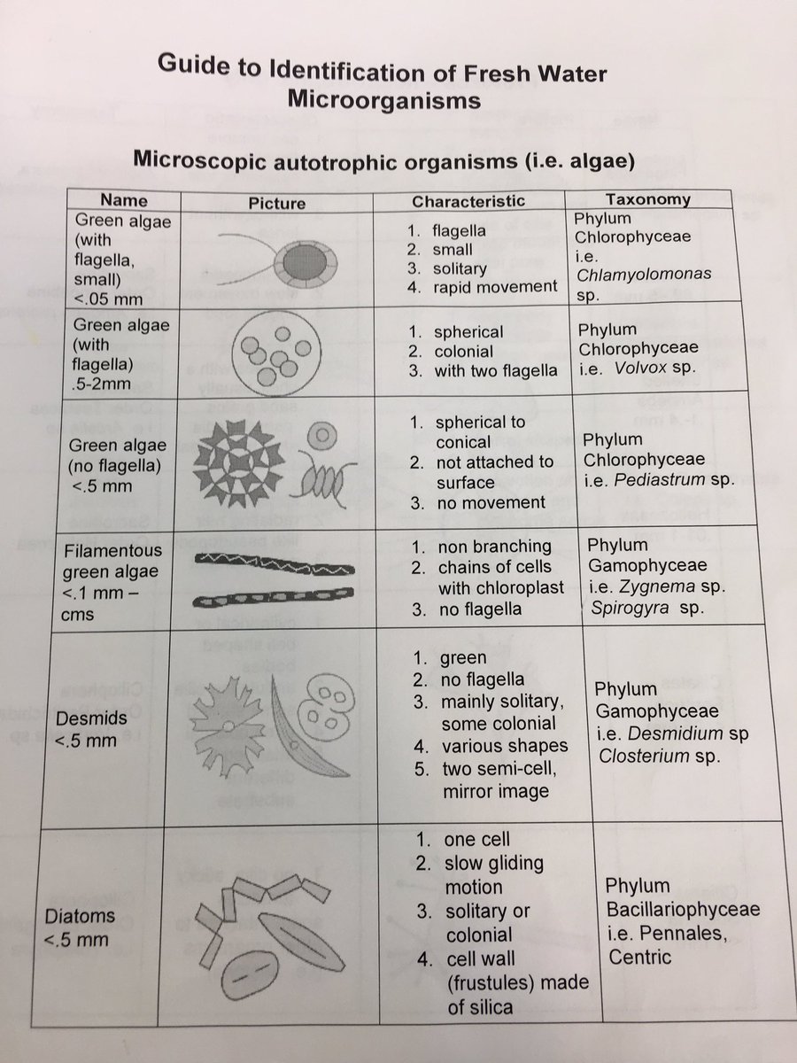 Microscopic Organisms In Pond Water