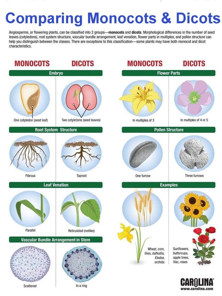 Monocot Vs Dicot Chart