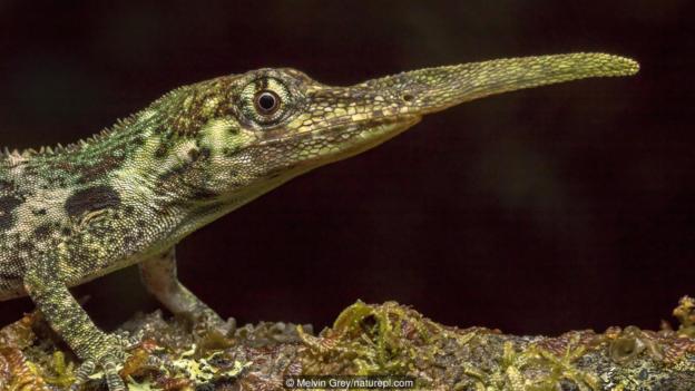 The Pinocchio lizard (Ecuadorian horned anole) was thought to be ...