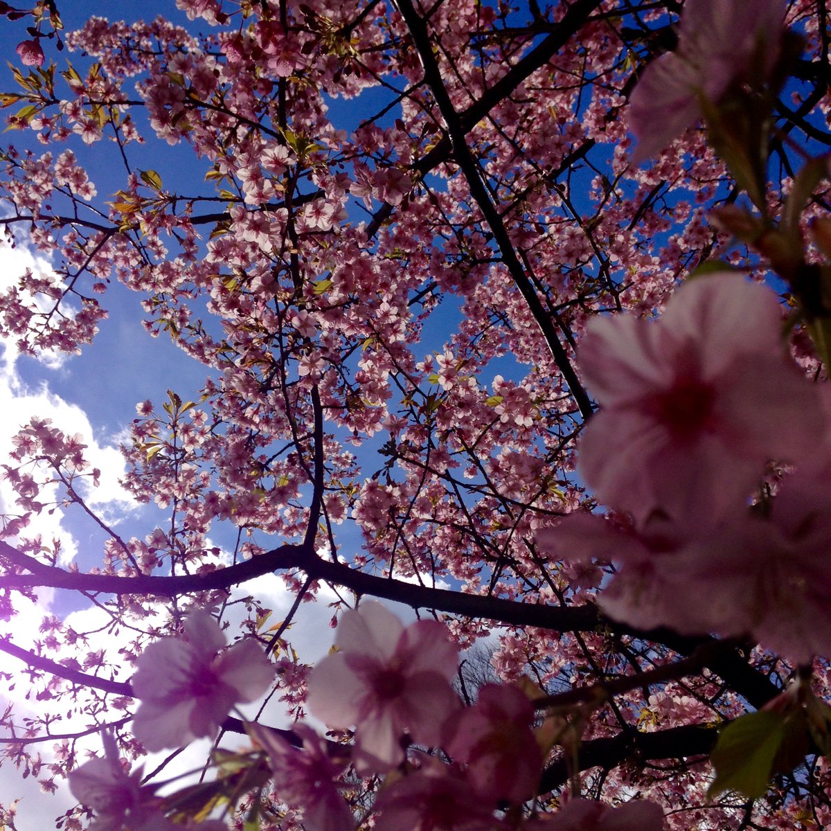 kimura jun(@cinnamonflavor5) - Twilog (ツイログ)