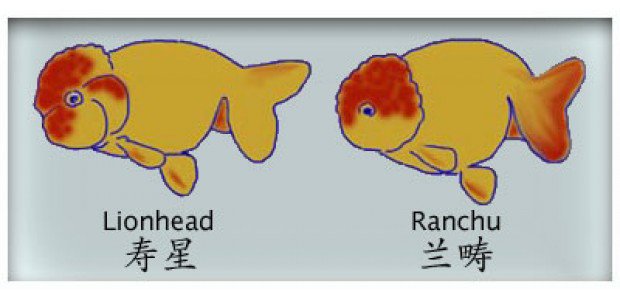 Lionhead Goldfish Vs Ranchu