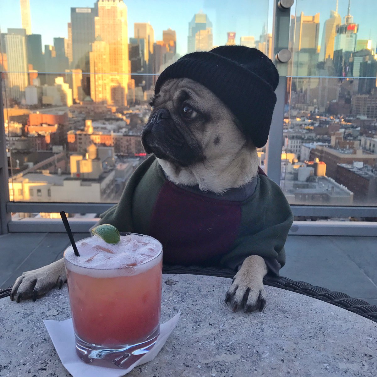 Pug With Alcohol