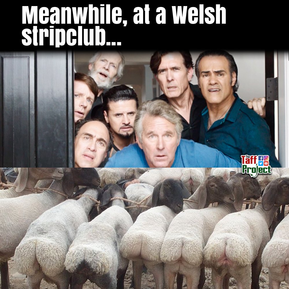 Welsh Sheep Memes