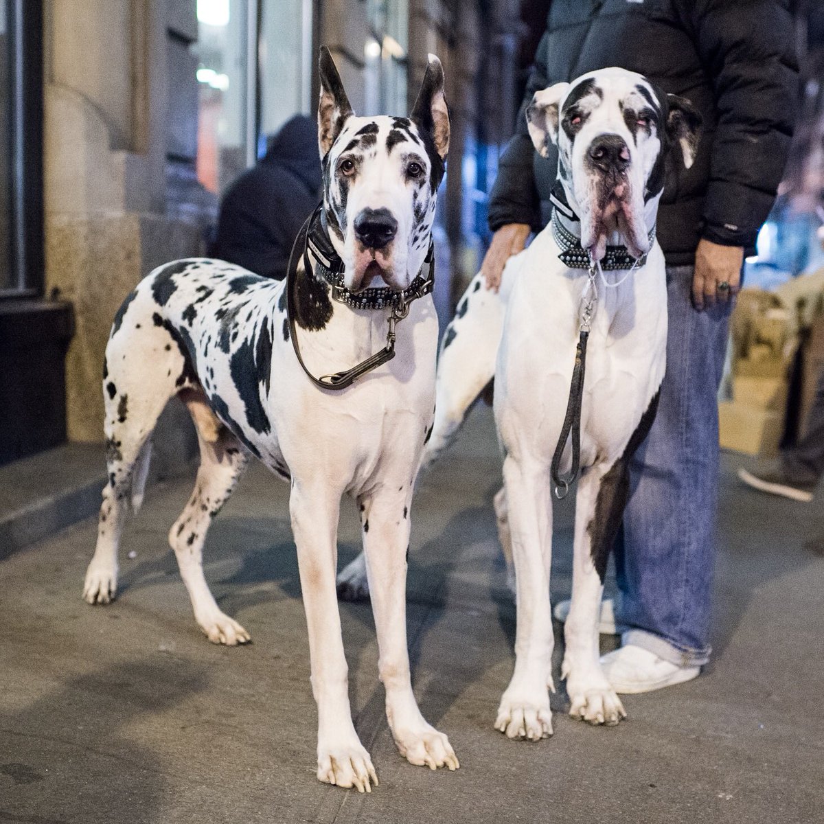 Great Dane Titan Biggest Dog In The World: Zeus The Great Dane