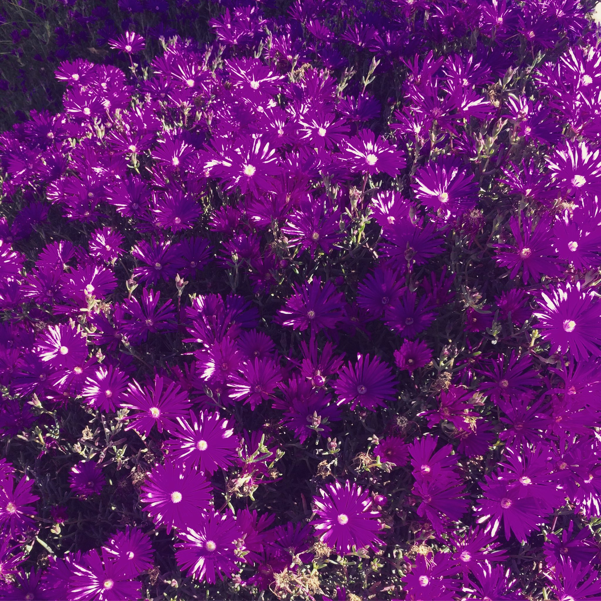 Phoenician Purple People