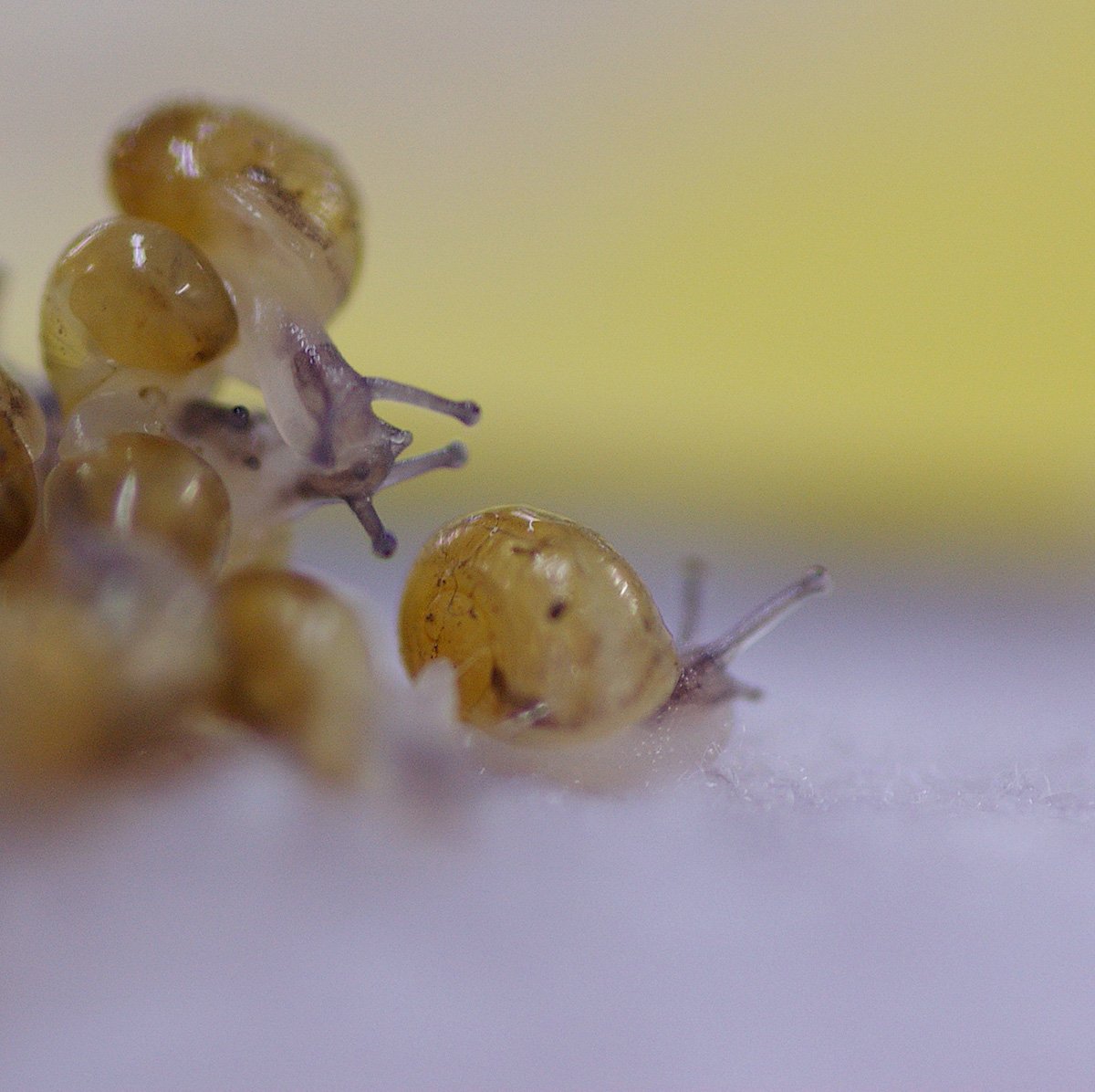 Newborn Snail