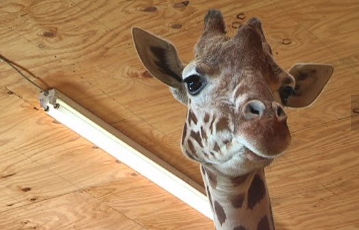 LIVE GIRAFFE CAM -April the giraffe is about to give birth at Animal ...