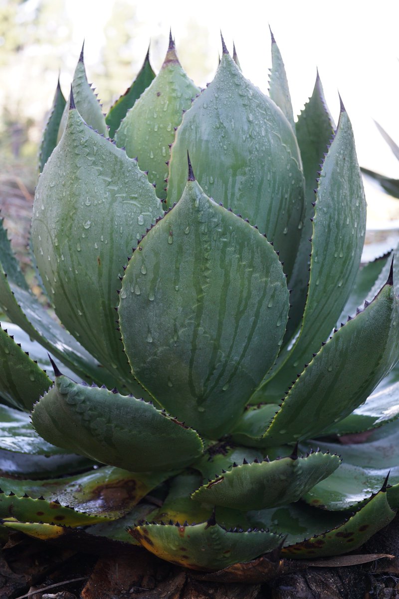 アガベ chiapensis Agave chiapensis｜多肉植物図鑑 PUKUBOOK(プクブック)