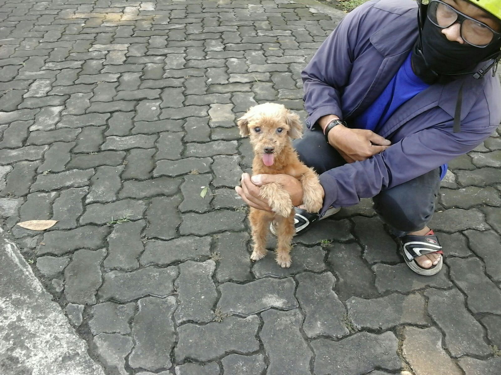 JS100 on Twitter: "จนท.รักษาความสะอาดของ กทม.ช่วยกันจับสุนัขที่พลัดตกจากรถ หน้าม.เอเชีย ถ.เพชร ...