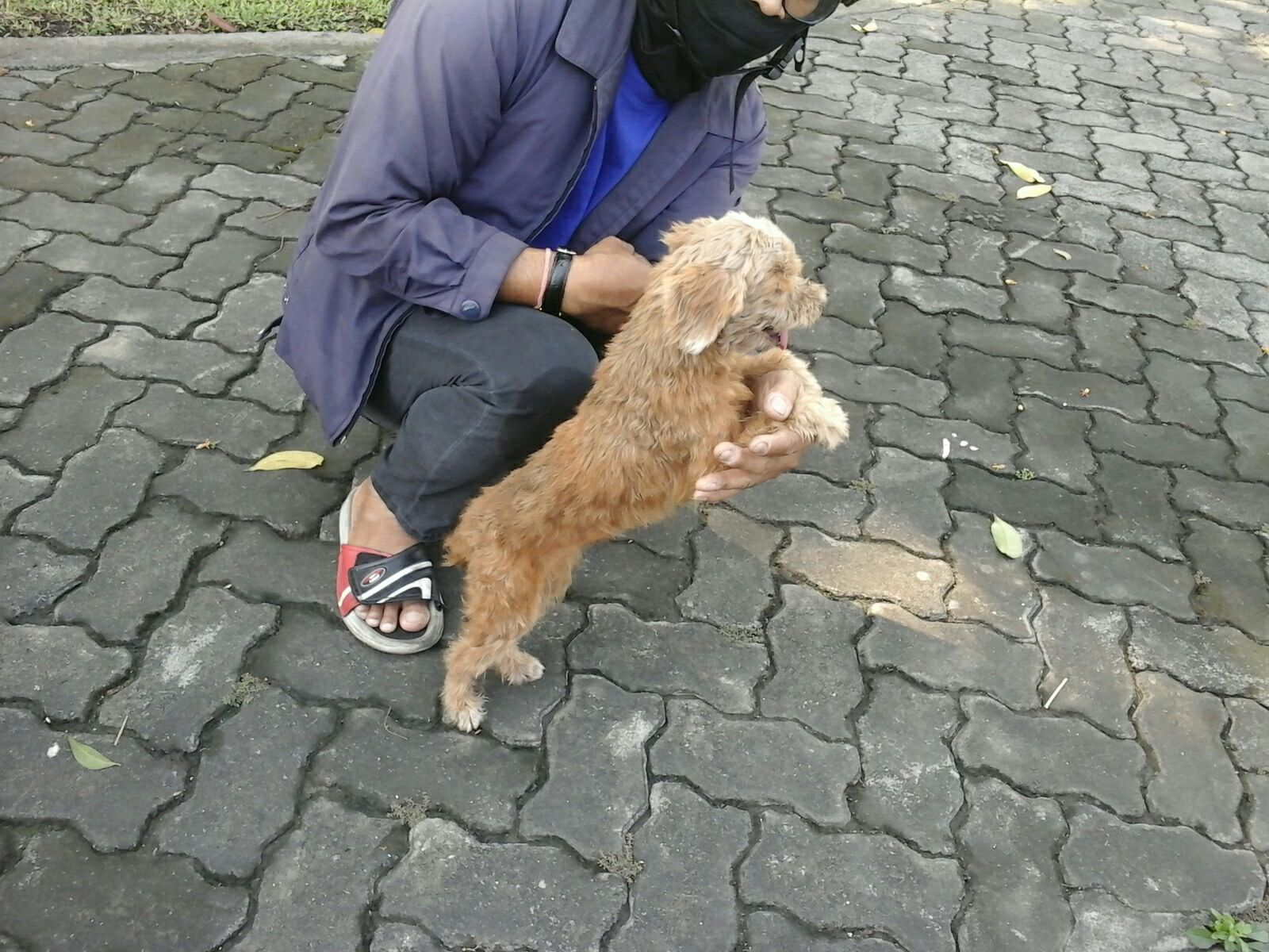 JS100 on Twitter: "จนท.รักษาความสะอาดของ กทม.ช่วยกันจับสุนัขที่พลัดตกจากรถ หน้าม.เอเชีย ถ.เพชร ...