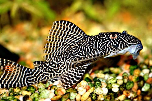 Queen Arabesque Pleco