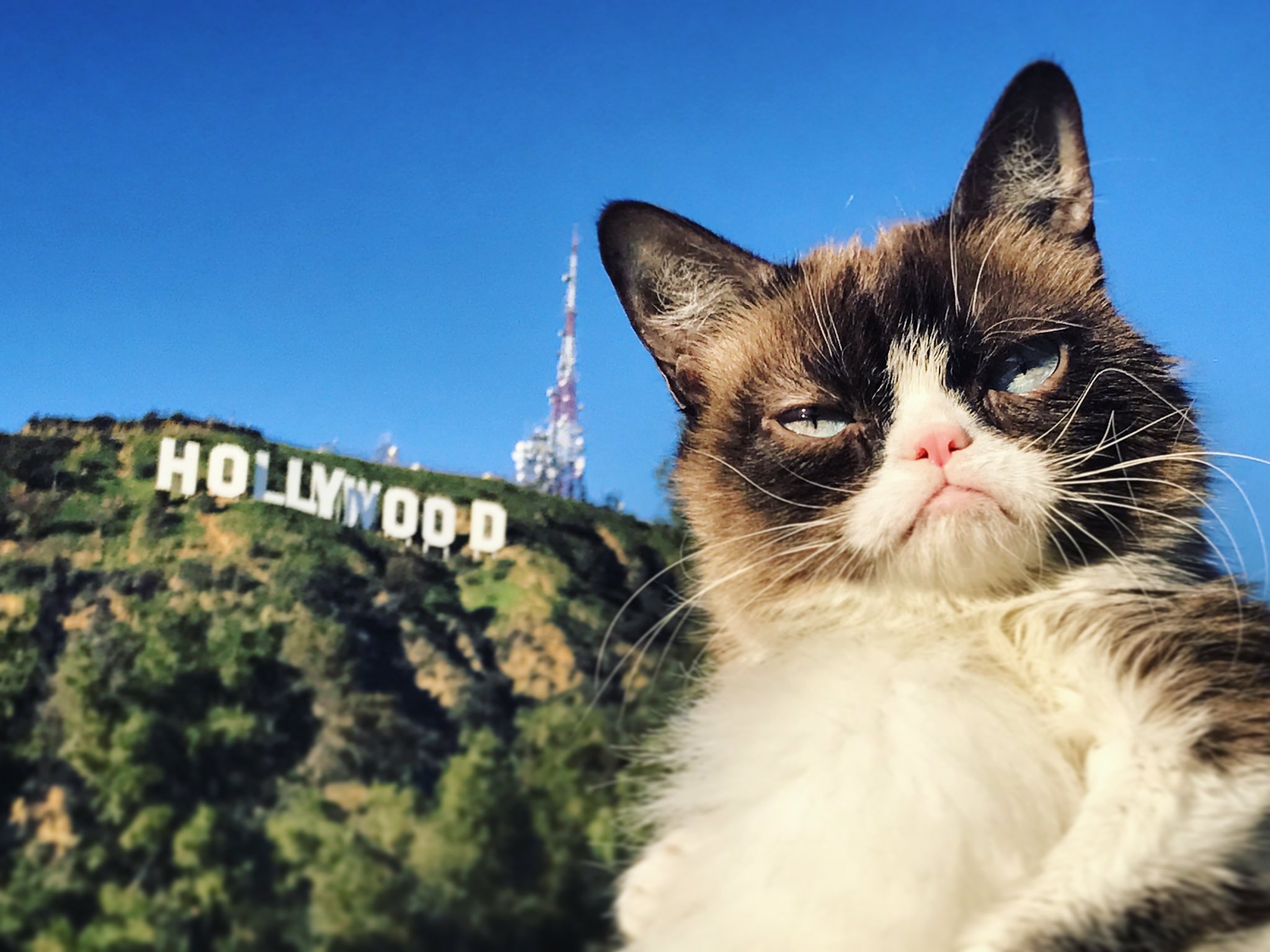 Grumpy Cat on Twitter: